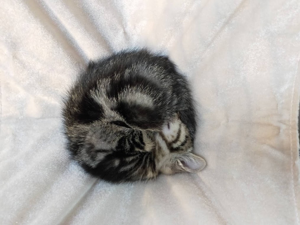 我が家に仔猫が仲間入りしました！【Martist滝野香織】 | 滝野香織 | マーティスト | Mart アンバサダー | Mart[マート ...